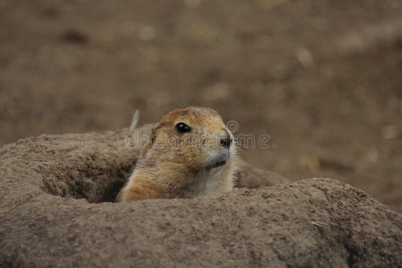 Perro De Las Praderas En Una Entrada De La Madriguera Imagen de archivo ...