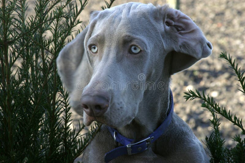 Perro De Protector De Weimeraner Foto de archivo - Imagen de defensivo ...