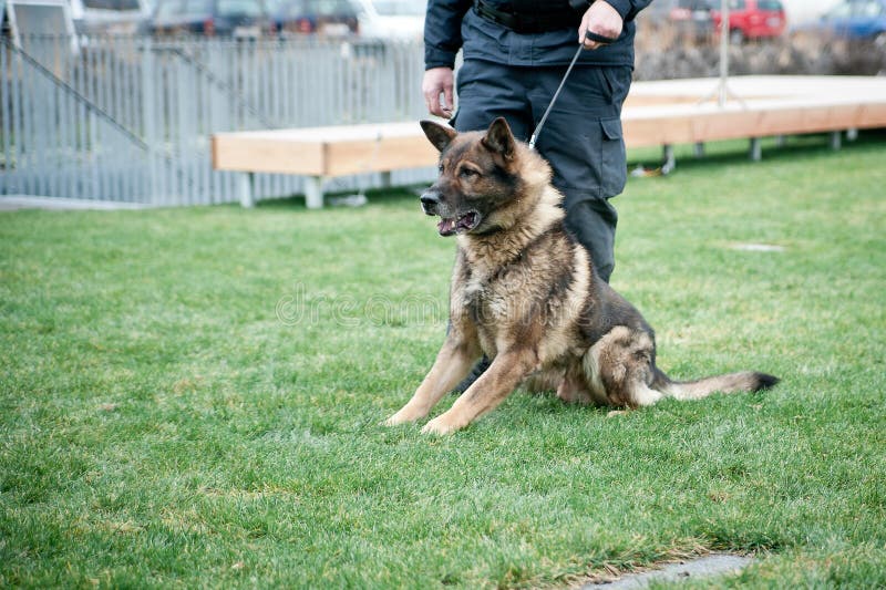 Perro De Protector En El Correo Imagen de archivo - Imagen de ...