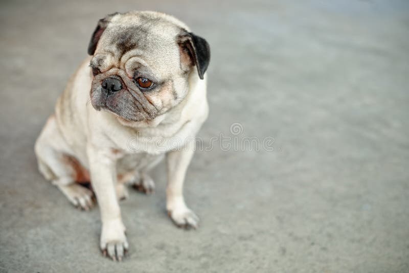 Perro De Pug Parado Buscando Algo Foto de archivo - Imagen de hocico ...