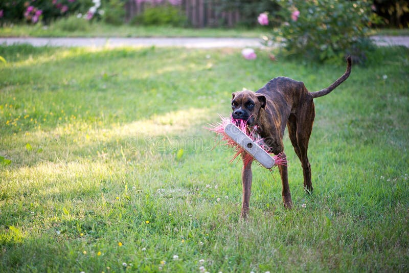 Perro De Raza Boxer Jugando Con El Cepillo En El Patio Foto de archivo ...