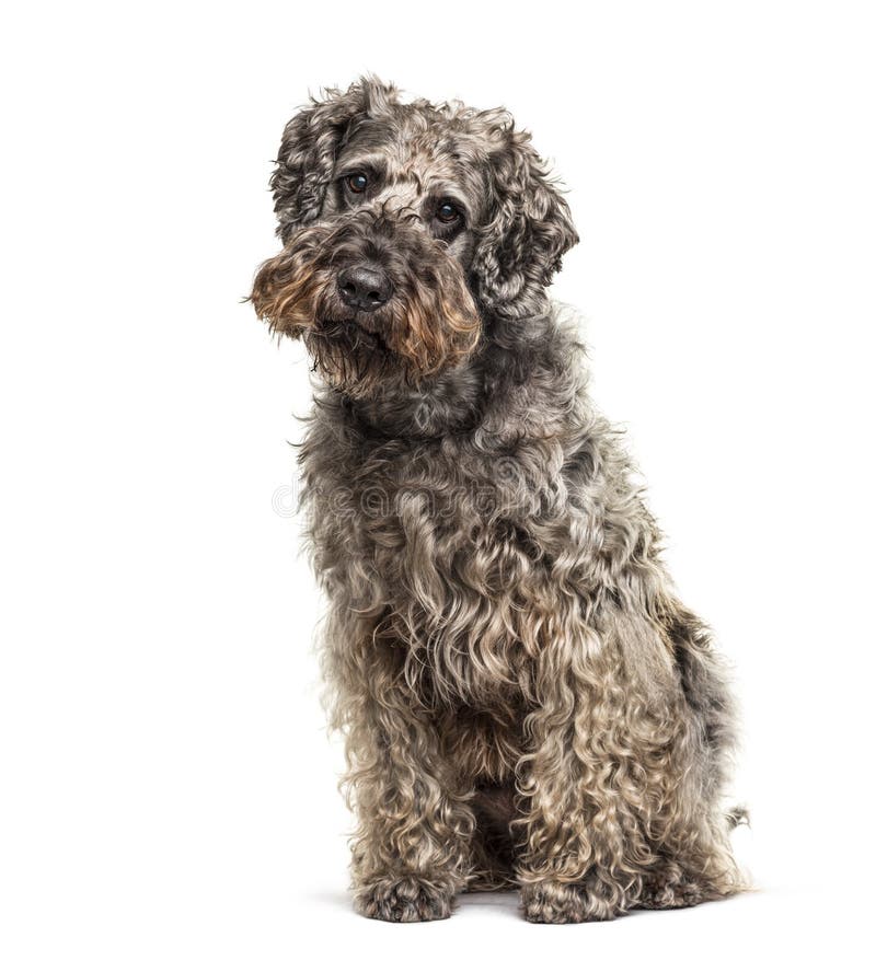 Perro De Raza Cruzada Aislado Imagen de archivo - Imagen de fondo ...