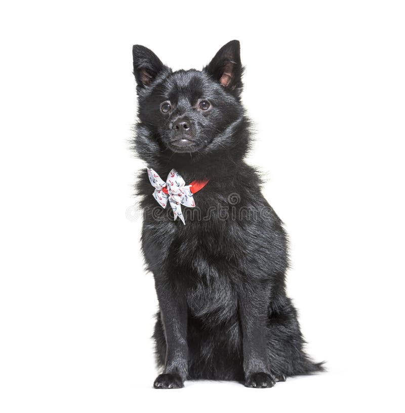 Perro De Raza Cruzada Con Un Collar Sentado Aislado Imagen de archivo ...
