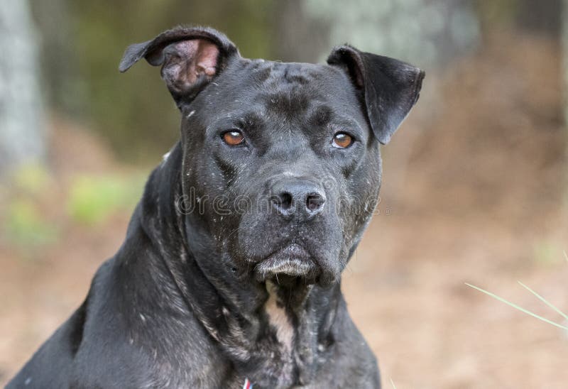 Perro De Raza Negra Con Mezcla De Pitbull Imagen de archivo - Imagen de ...