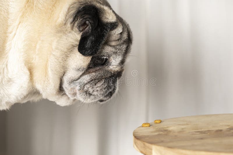 Perro De Raza Pug Con La Cara Adorable Tratando De Atrapar Comida. Foto ...