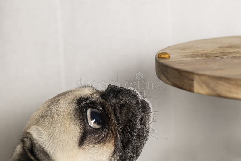 Perro De Raza Pug Con La Cara Adorable Tratando De Atrapar Comida. Foto ...