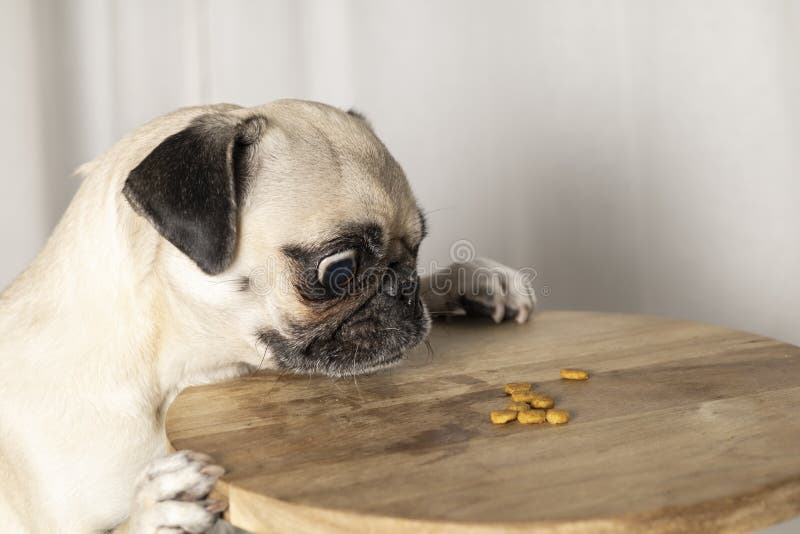 Perro De Raza Pug Con La Cara Adorable Tratando De Atrapar Comida. Foto ...