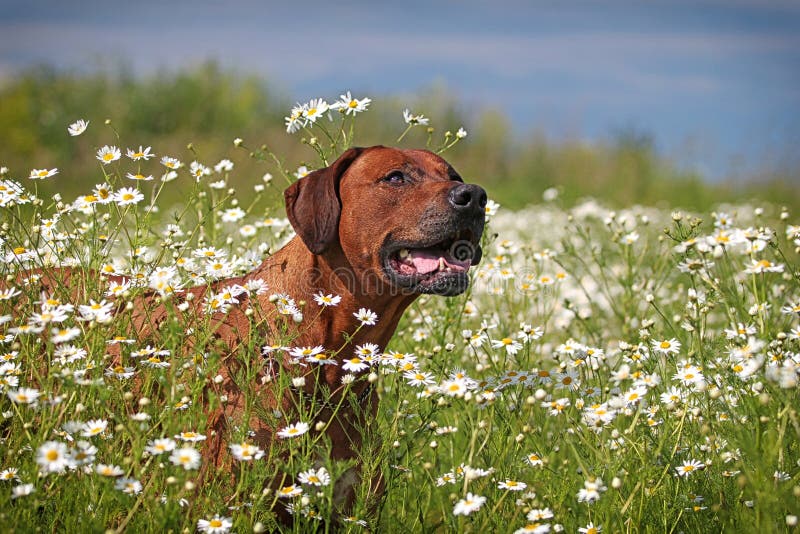 Perro De Rhodesian Ridgeback Imagen de archivo - Imagen de camomila ...