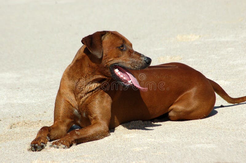 Dos ridgebacks rhodesian imagen de archivo. Imagen de prado - 22766917
