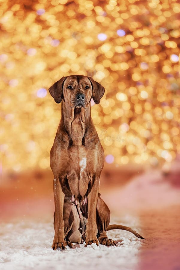 Perro De Rhodesian Ridgeback En La Ciudad De La Noche Imagen de archivo ...