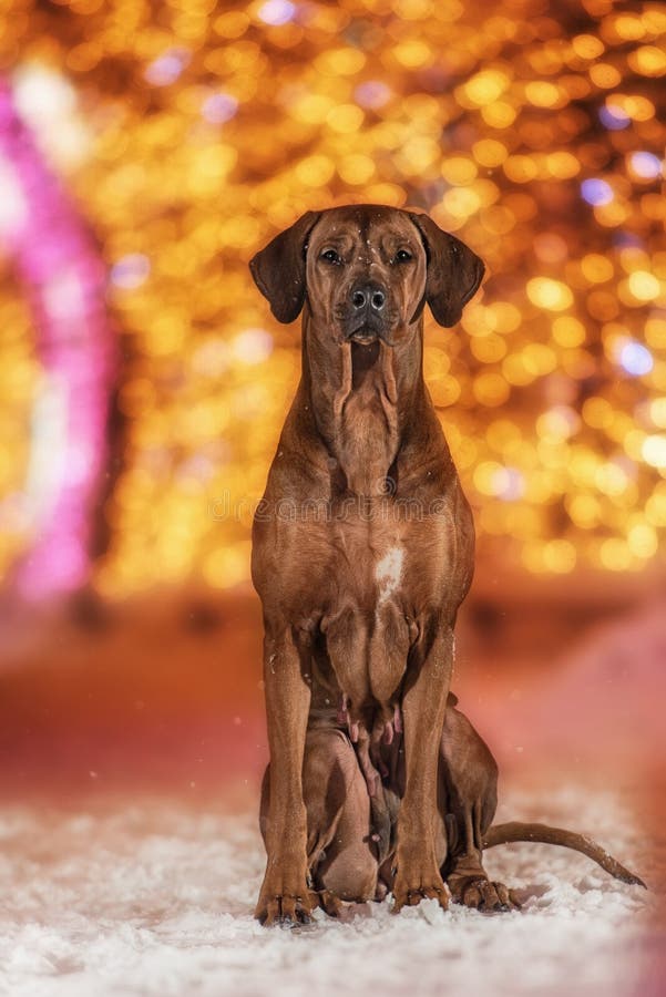 Perro De Rhodesian Ridgeback En La Ciudad De La Noche Imagen de archivo ...