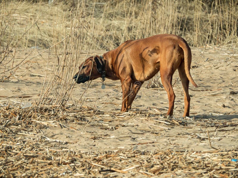 Perro De Rhodesian Ridgeback En La Playa En El Agua Foto de archivo ...