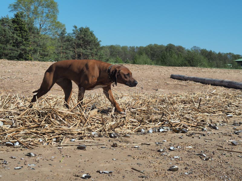 Perro De Rhodesian Ridgeback En La Playa En El Agua Imagen de archivo ...