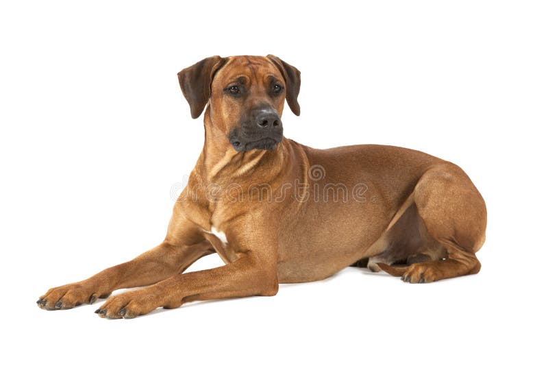 Perro De Rhodesian Ridgeback En Un Fondo Blanco Imagen de archivo ...
