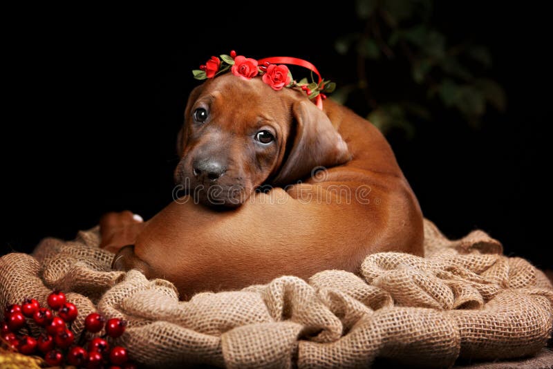 Perro De Rhodesian Ridgeback Que Descansa Delante De Negro Imagen de ...