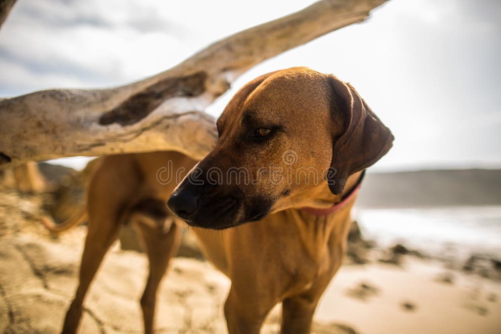 Perro De Rhodesian Ridgeback Que Presenta Tranquilamente En La Playa ...