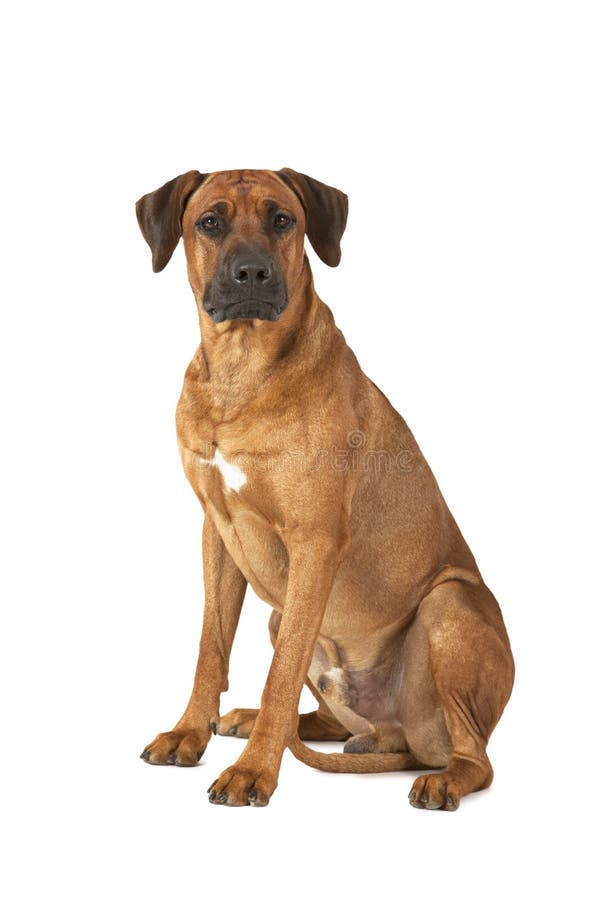 Perro De Rhodesian Ridgeback Sobre El Fondo Blanco Foto de archivo ...