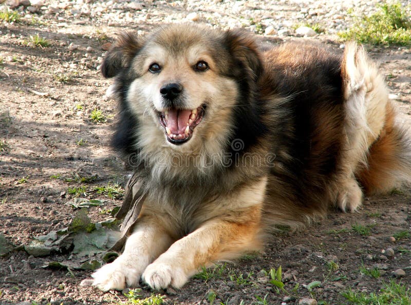 Perro de risa foto de archivo. Imagen de nariz, sonrisa - 141634