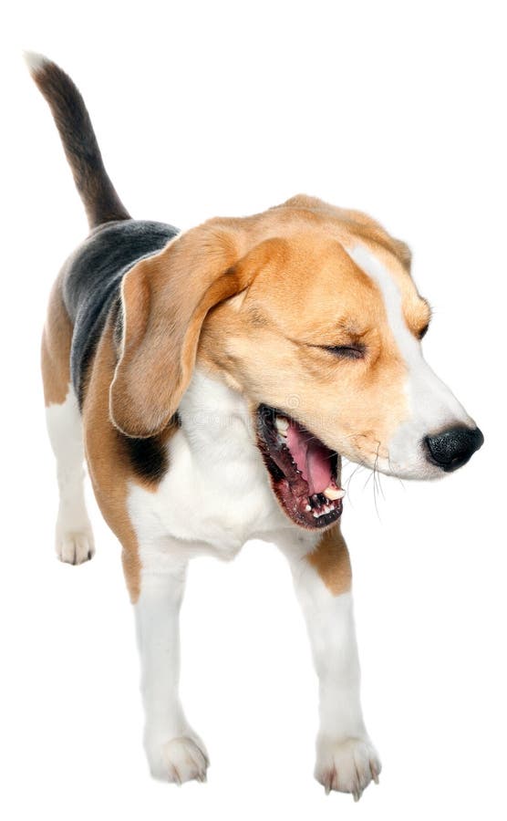 Perro de risa imagen de archivo. Imagen de retrato, blanco - 28254009