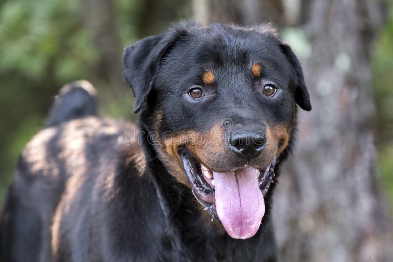 Perro De Rottweiler Al Aire Libre En El Bosque, Georgia Foto de archivo ...