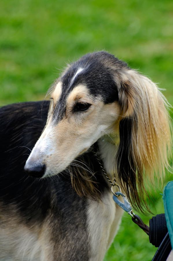 Perro de Saluki foto de archivo. Imagen de lindo, inteligente - 5660742