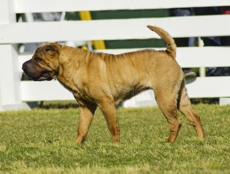 Perro de Shar Pei foto de archivo. Imagen de doméstico - 30445144