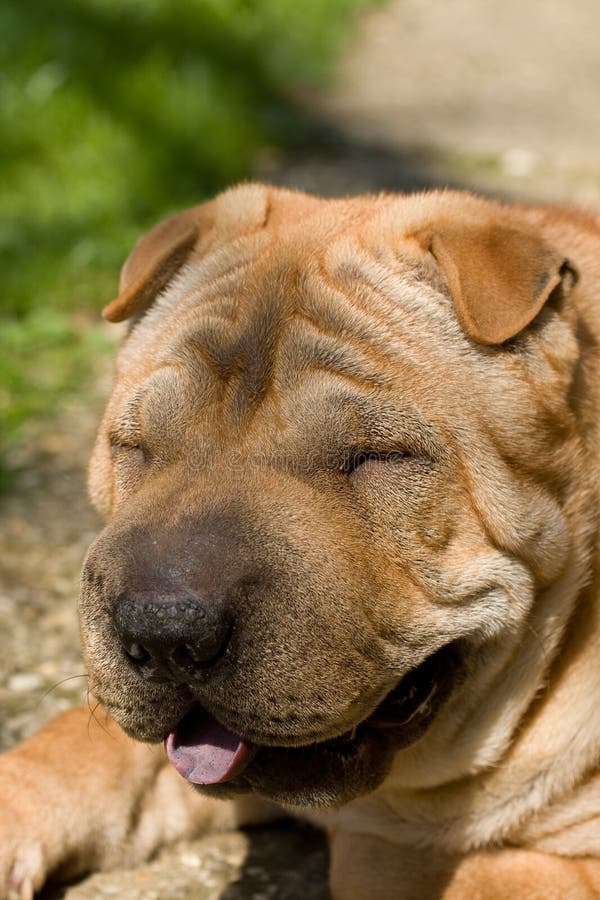 Bozal Del Primer Del Perro Del Sharpei Foto de archivo - Imagen de ...