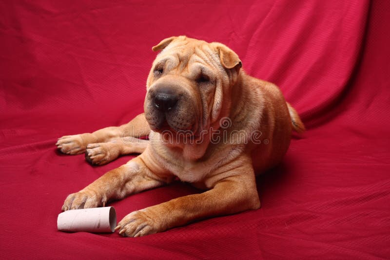 Perrito rojo de Sharpei imagen de archivo. Imagen de amigo - 74509497