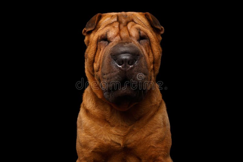 Sharpei Negro Que Se Sienta En El Parque Foto de archivo - Imagen de ...