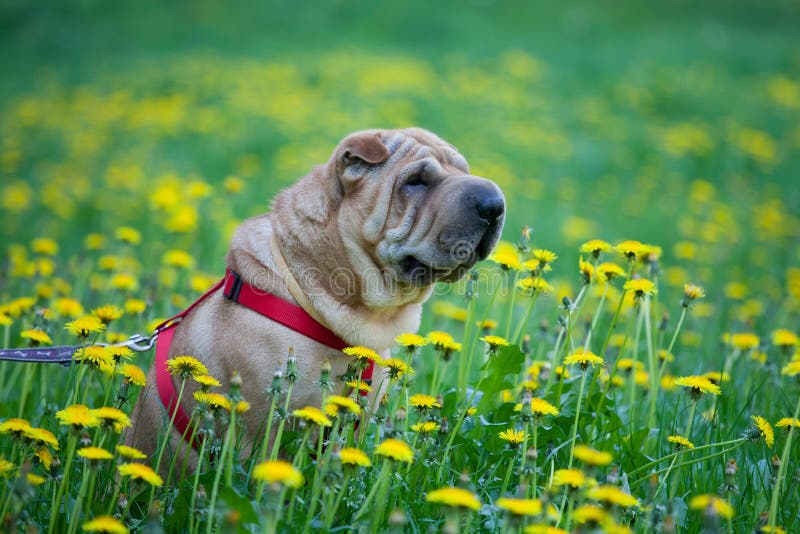 Perro De Sharpei Con Las Flores Amarillas Foto de archivo - Imagen de ...
