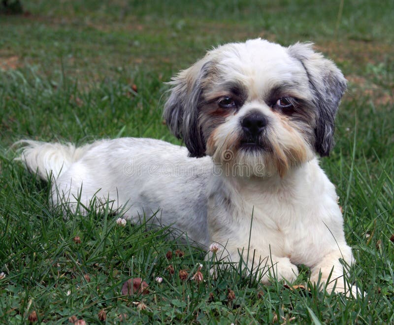 Perro De Shih Tzu En Hierba Foto de archivo - Imagen de resto, animal ...