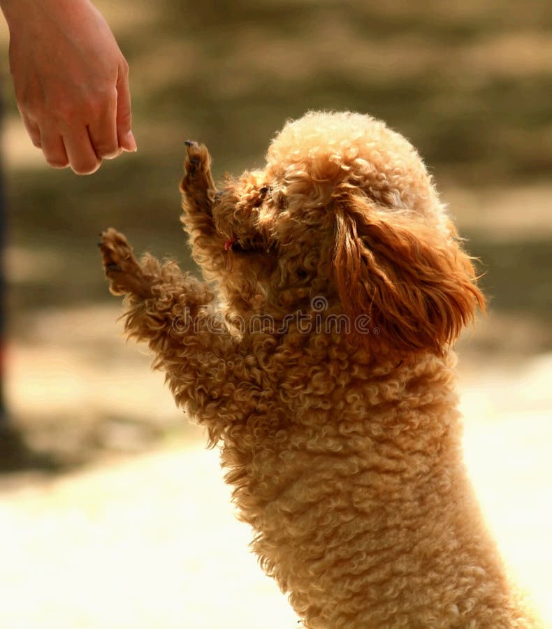Perro De Taidi (familiaris Del Lupus De Canis) Imagen de archivo ...