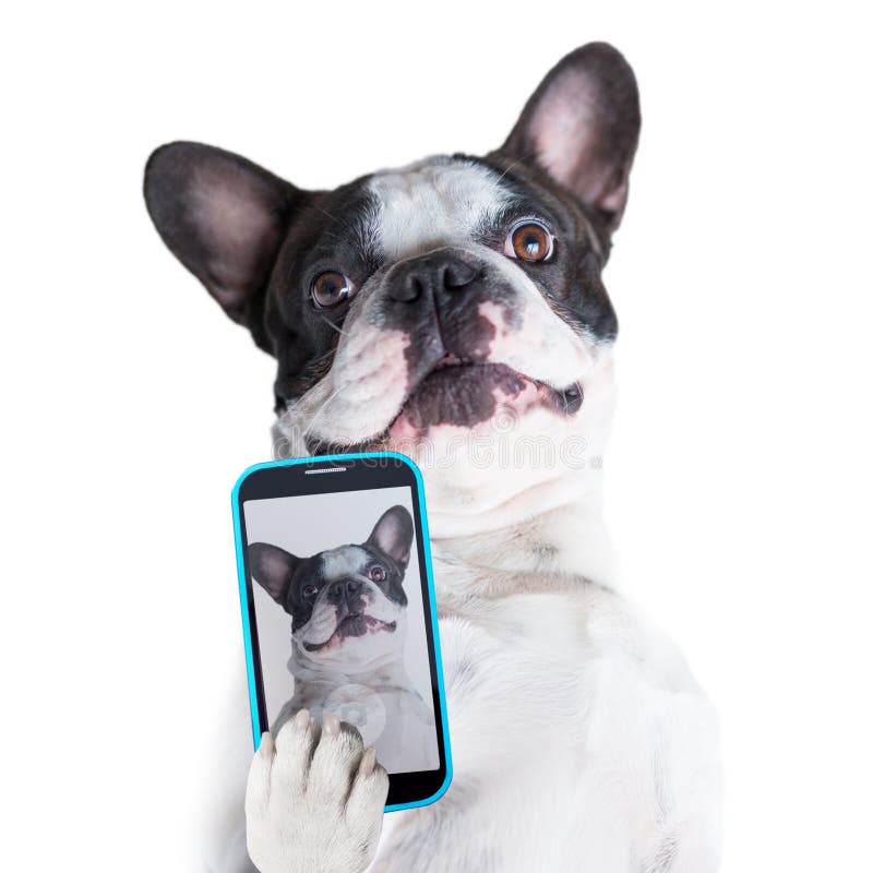 Perro De Toros Francés Tomando Un Selfie Con Cámara De Celular Imagen ...