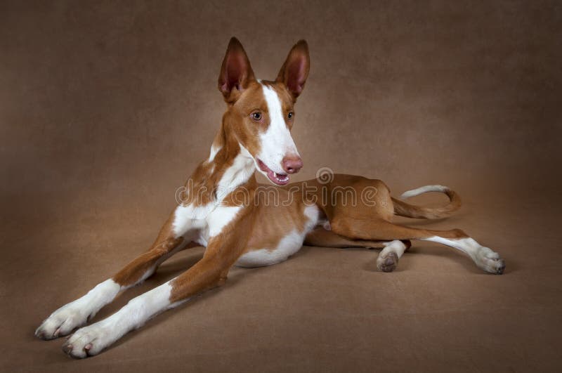 Perro Del Ibicenco De Podenco (perro De Ibizan) Aislado En Blanco Foto ...