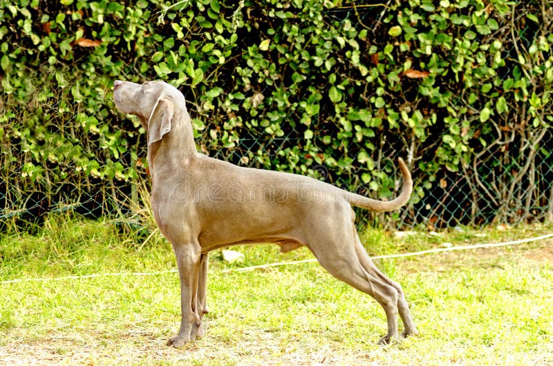 Perro de Weimaraner imagen de archivo. Imagen de perezoso - 34802137