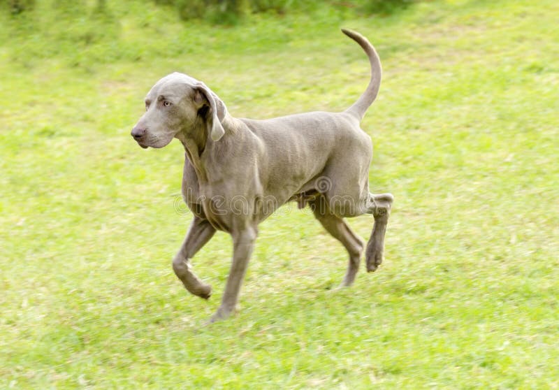 Perro de Weimaraner foto de archivo. Imagen de duro, domesticado - 34954024