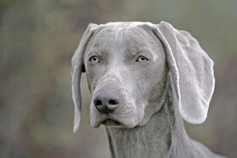 Perro de Weimaraner imagen de archivo. Imagen de animal - 66960155