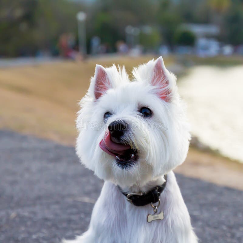 Westie foto de archivo. Imagen de perro, animal, terrier - 60844758
