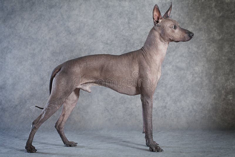 Perro de Xoloitzcuintle foto de archivo. Imagen de mexicano - 35703080