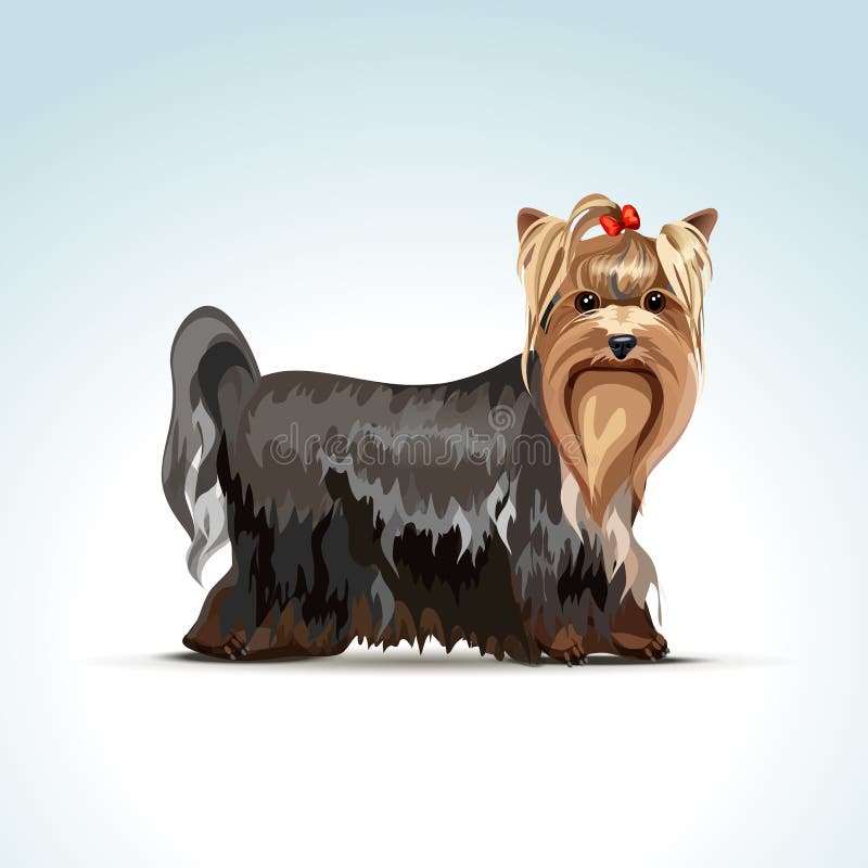 Perro De Yorkshire Terrier Del Vector Ilustración del Vector ...