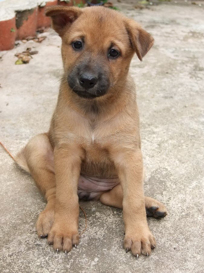 Perro Del Animal Del Perrito Foto de archivo - Imagen de animal, leal ...