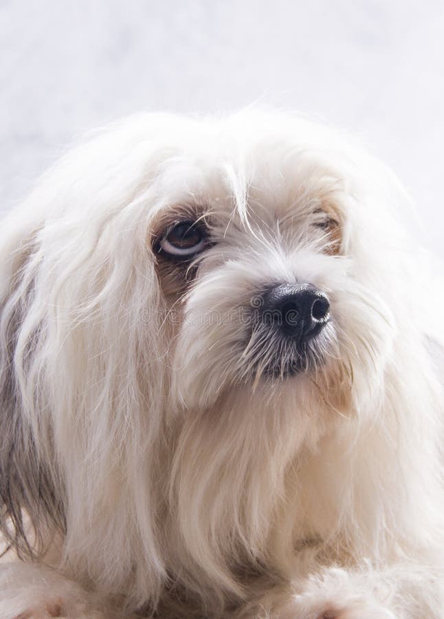 Perro del apso de Lhasa foto de archivo. Imagen de casta - 125410992