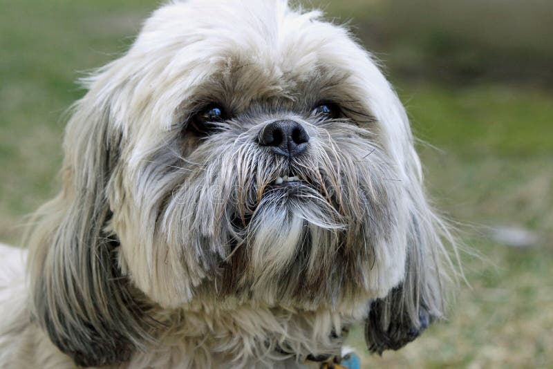 Perro del apso de Lhasa imagen de archivo. Imagen de pets - 52859189