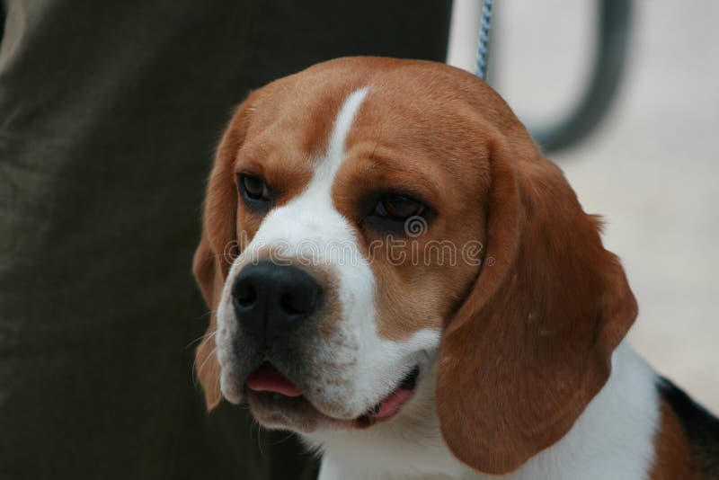 Cara del beagle foto de archivo. Imagen de perezoso, sentada - 16123236