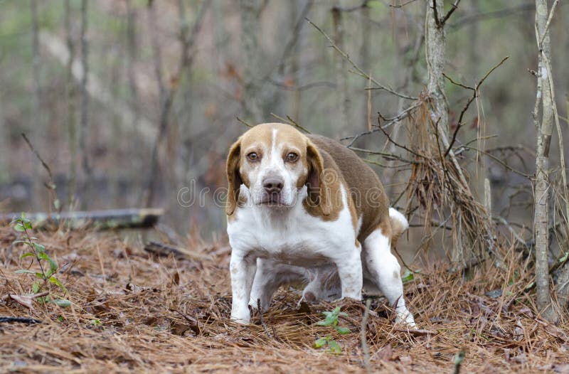 Perro del beagle pooping foto de archivo. Imagen de animal - 110405402
