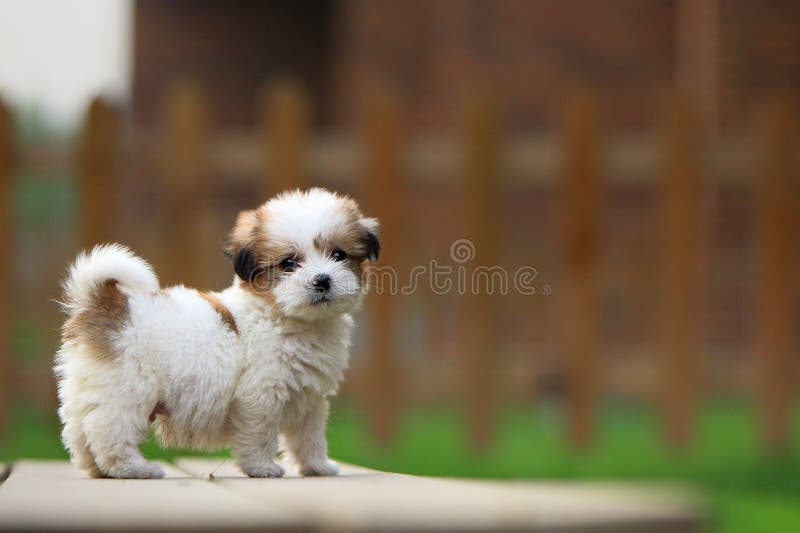 Perro del bebé foto de archivo. Imagen de doméstico, espitz - 4530396