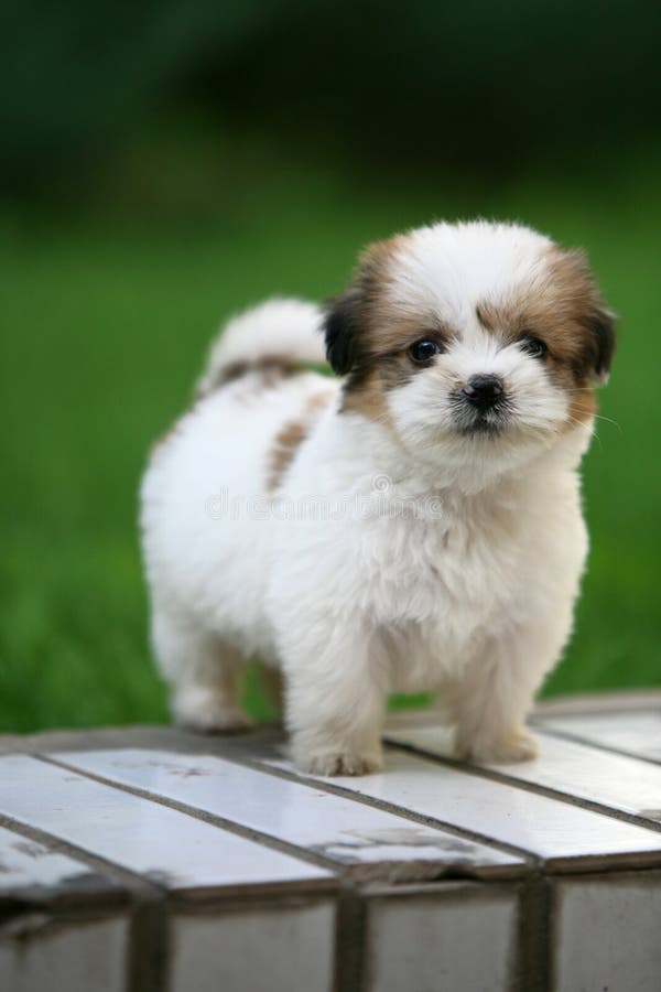 Perro del bebé foto de archivo. Imagen de blanco, espera - 4739414
