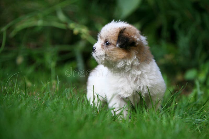 Perro del bebé imagen de archivo. Imagen de manera, poco - 4739335