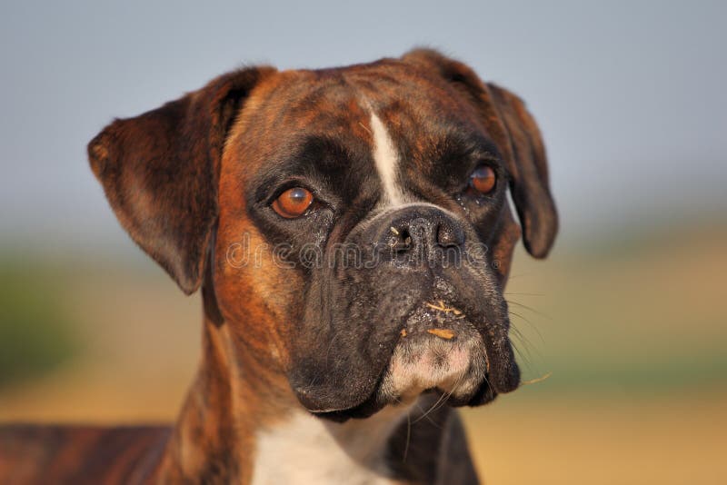 Perro del boxeador foto de archivo. Imagen de boxeador - 76126702