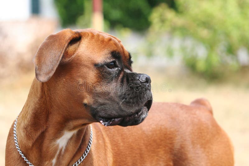 Perro del boxeador foto de archivo. Imagen de crema, purebred - 4812350